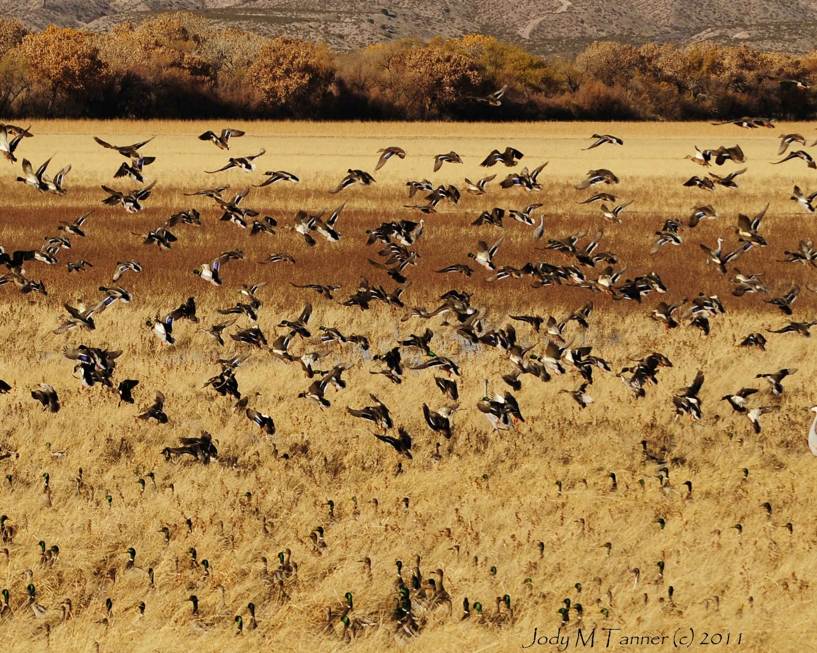 Colorado Waterfowl Hunting Club swarm - Birds & Bucks Outdoors