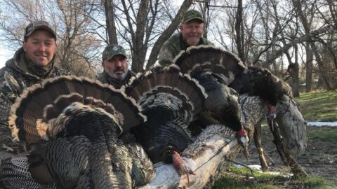 Nebraska Turkey Hunting | Turkey Hunting Outfitters | Birds & Bucks