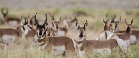 Colorado Pronghorn Antelope Hunting - Birds & Bucks Outdoors